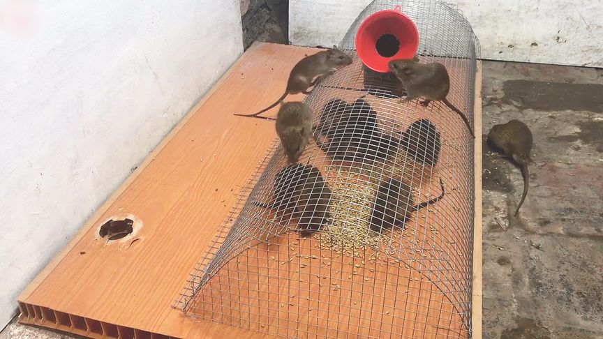 老鼠多再也不怕了,大叔自制捕鼠笼,一抓就是一笼,还能多次利用