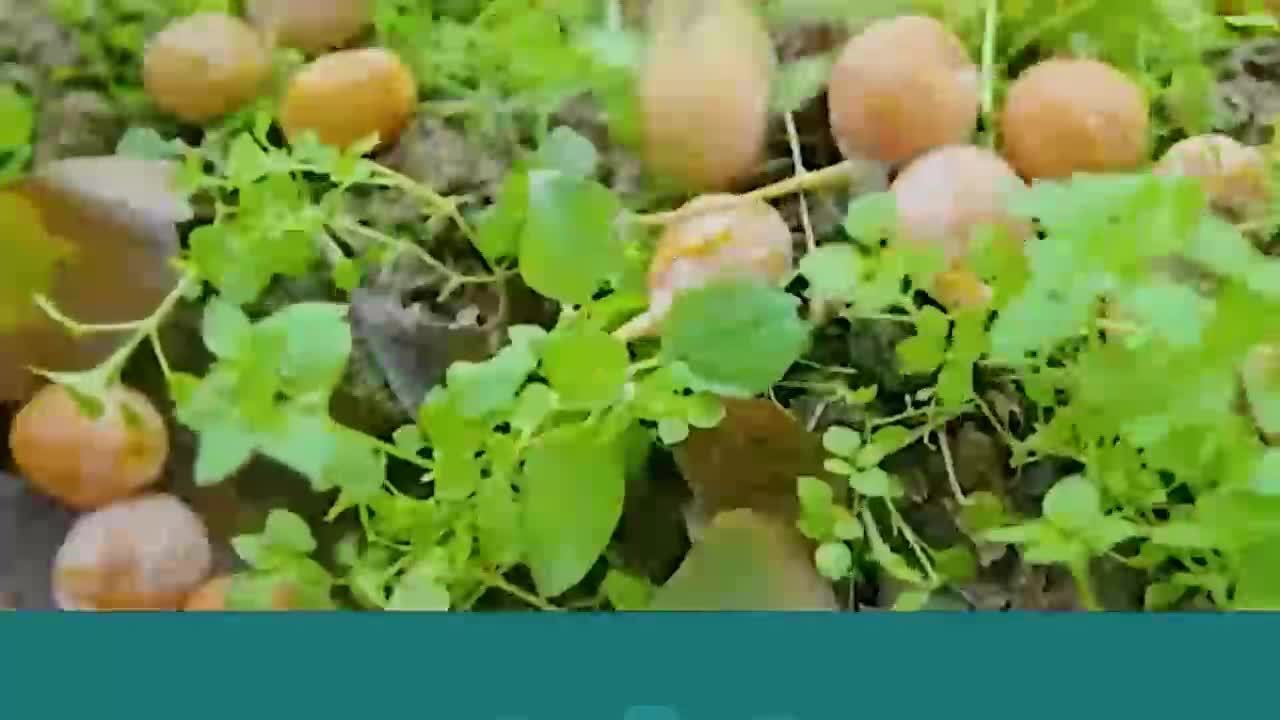 银杏果性味甘苦涩平,有毒,有敛肺气、定喘嗽止带浊