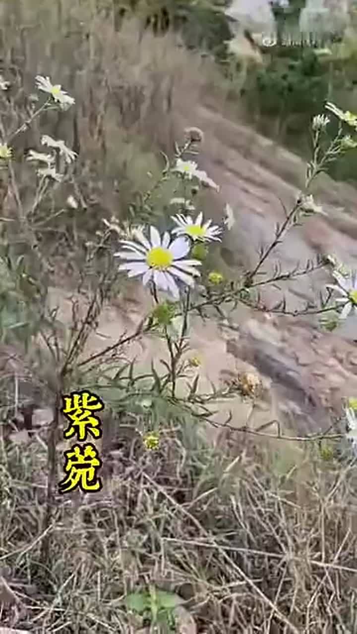 认识一下这些常见中草药