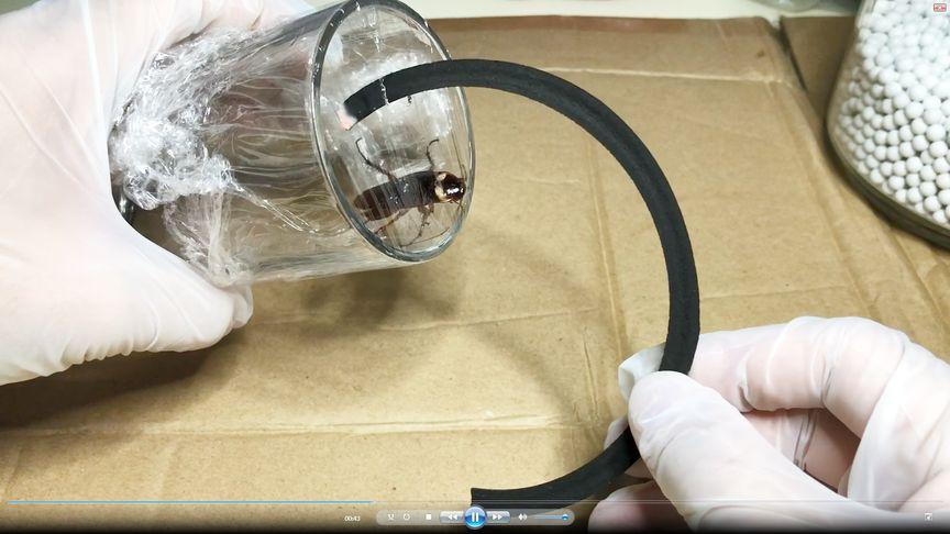 这UP主用蚊香熏小强(蟑螂),能对它有作用吗?