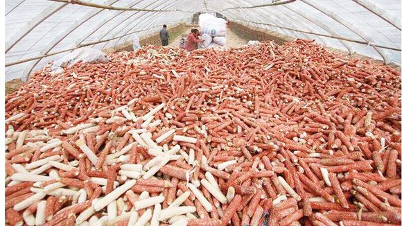 玉米芯一定要留下,竟还有大作用,要是早知道就好了