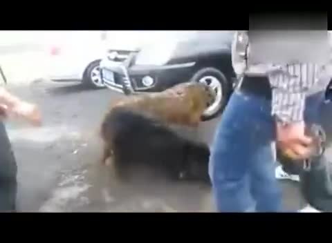 纯种藏獒 藏獒打架 动物打架