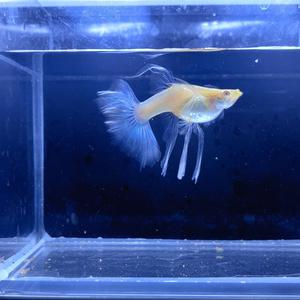 小白水族生活 