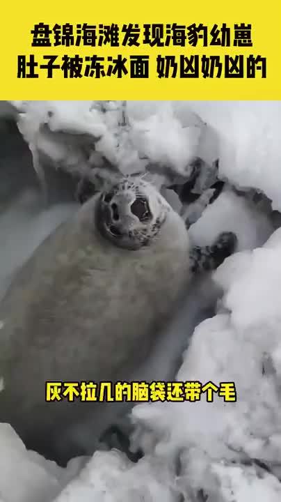 2月14日辽宁盘锦,海滩也发现国家一级保护动物斑海豹幼崽,肚子被冻在...