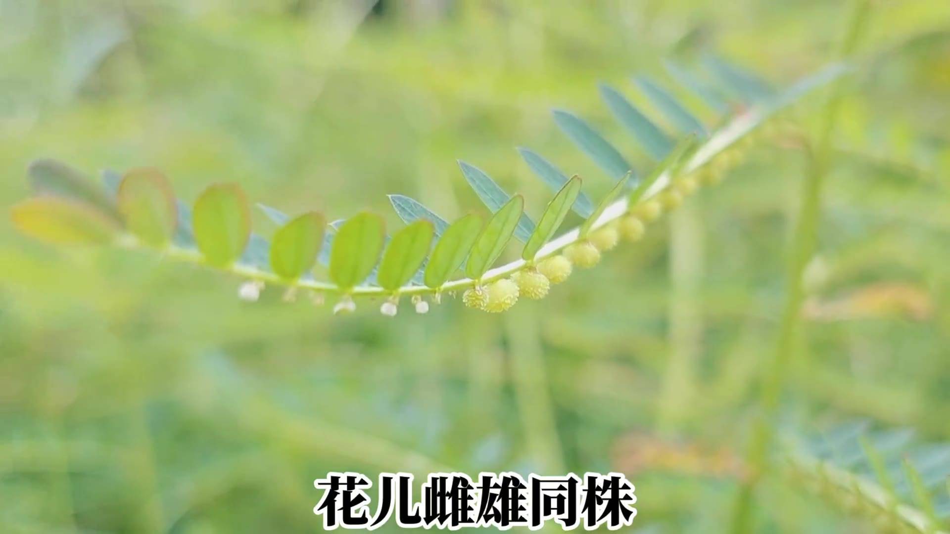 叶子下长着珠子的野草,人称叶下珠