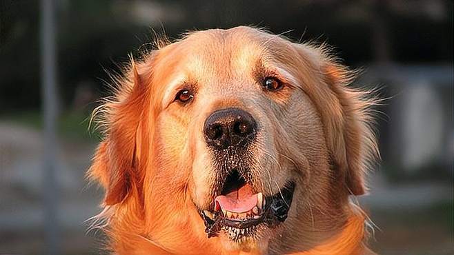适合家养的5种犬,铲屎官们看看有没有你家的小可爱