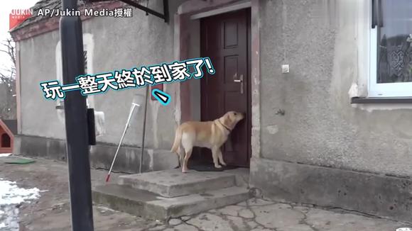 萌宠:好聪明!汪星人门禁时间,按门铃叫醒主人