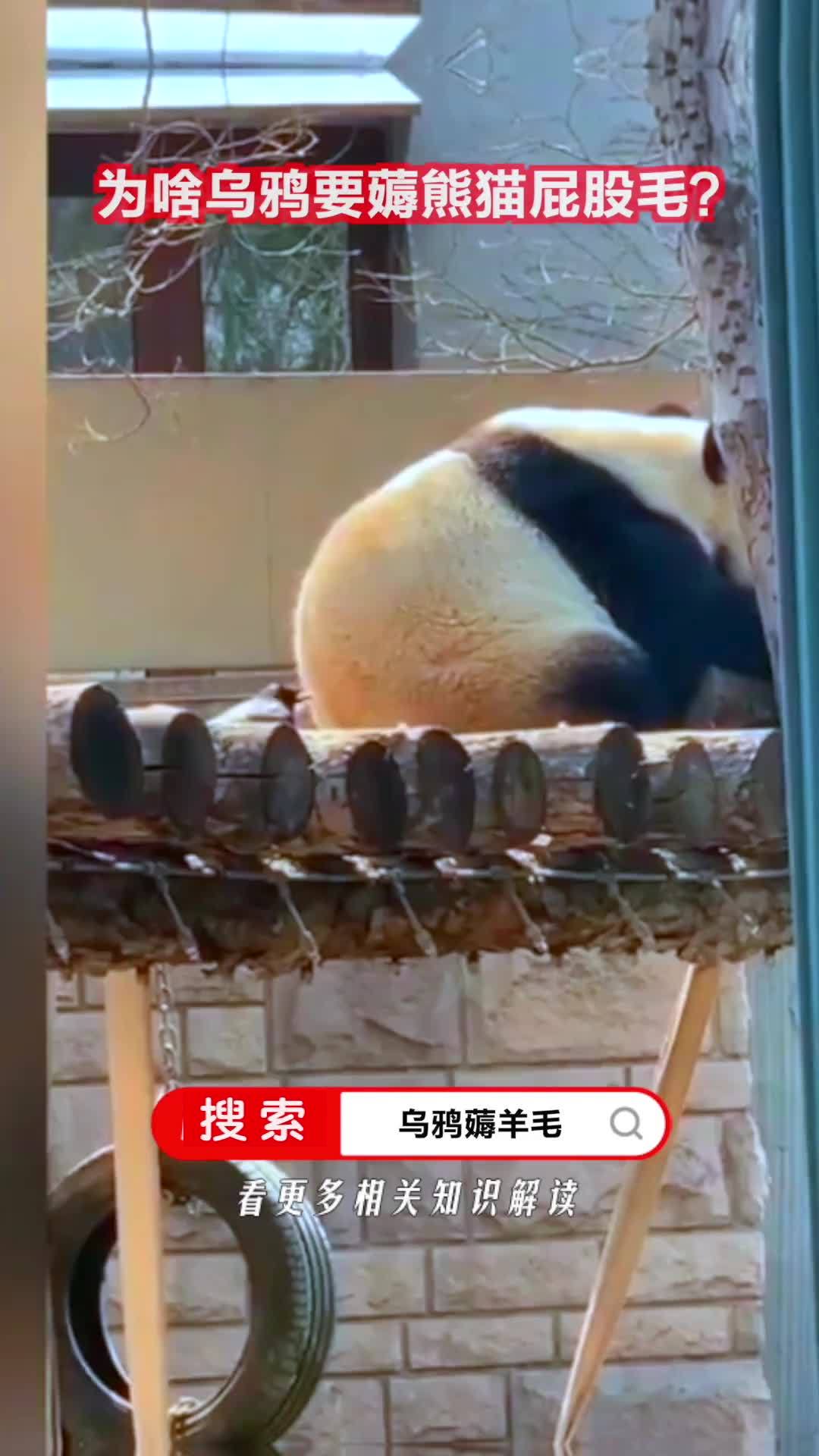 乌鸦为啥薅熊猫屁股毛做窝?