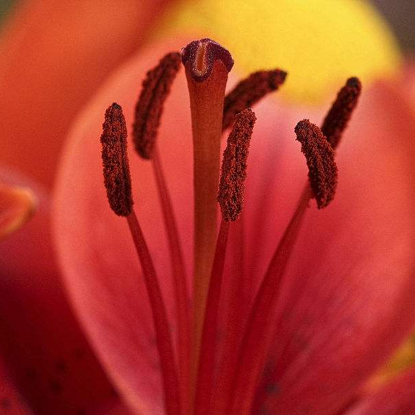 小芬芳 