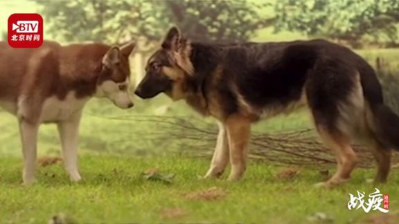 世卫组织:尚无证据表明狗与新冠病毒传播密切相关