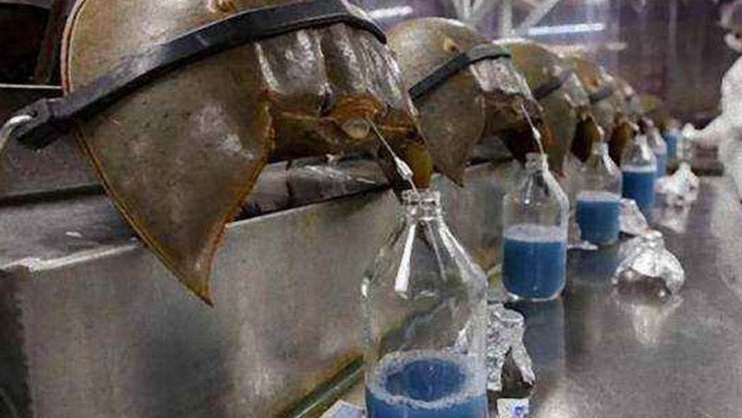 4亿年都没有进化的生物,拥有神奇的蓝色血液,医用价值极大