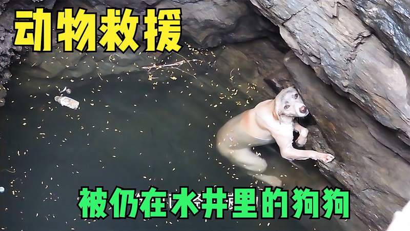 狗狗被人扔进水井,无助的在井里游了五小时,救援小哥下井底救出