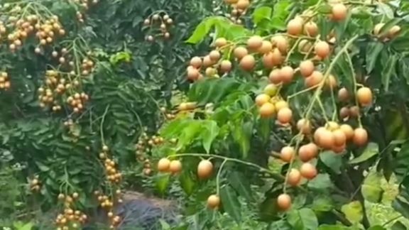 黑黄皮种植一年少量结果,容易管理,产量高