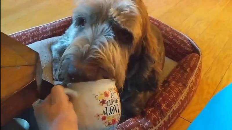 养了十多年的老狗癌症晚期,主人简直崩溃极了,场面令人感动泪目