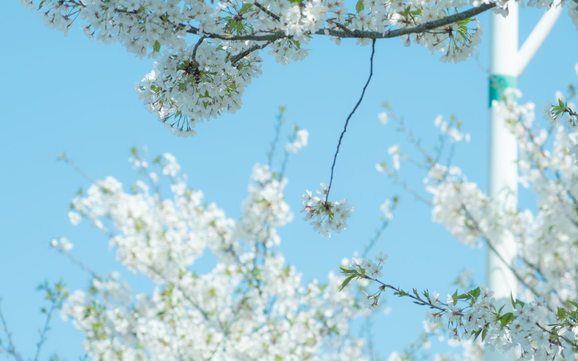 樱花季!杭州最美的樱花跑道。