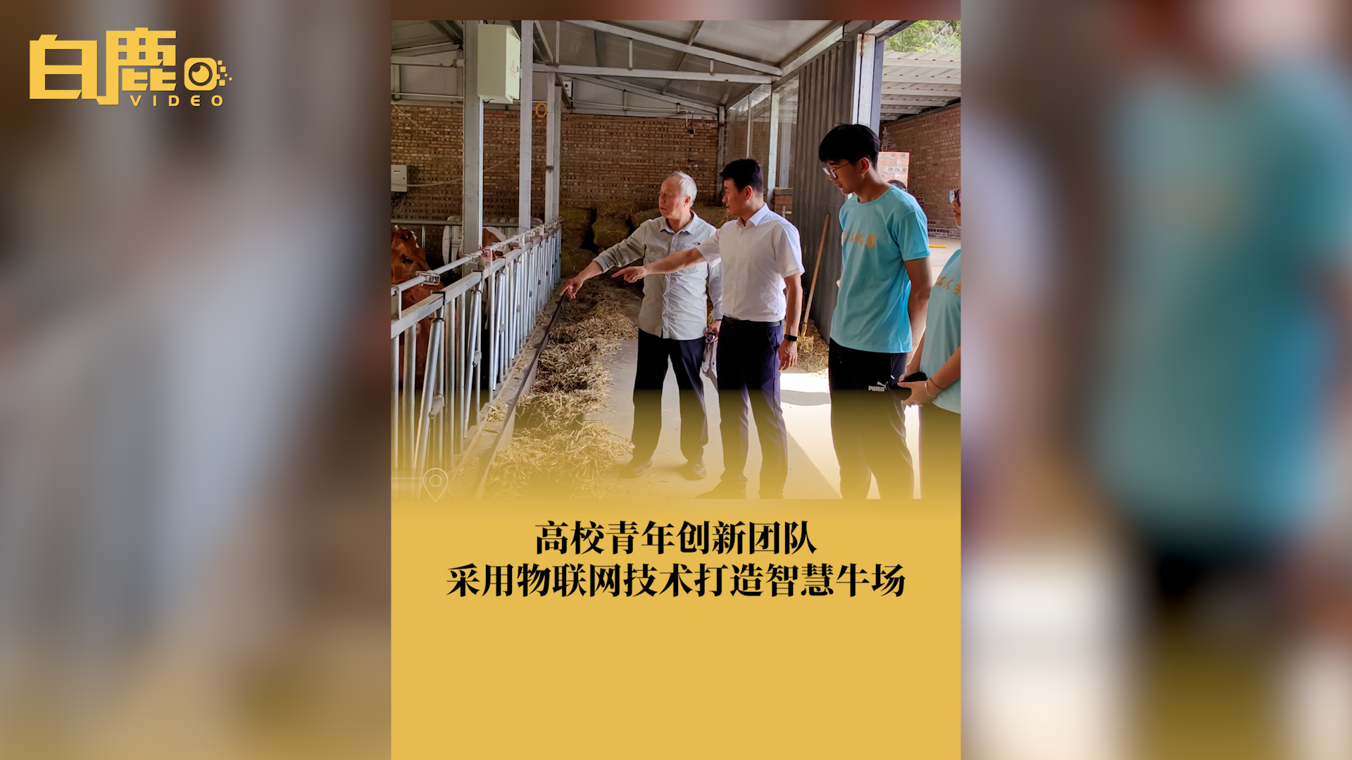 高校团队用物联网为乡村牛场增产