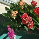 麻土豆(哈尔滨) 