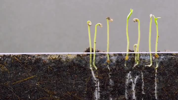西红柿是这样从一粒种子生根发芽长成柿子苗的,这生长过程真是非常...