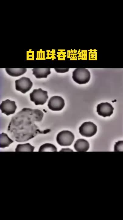 白血球穷追并吞噬细菌,身体里的白血球都这么.