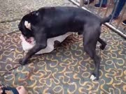 西南赛区跨犬种打斗 卡斯罗VS杜高 够激烈