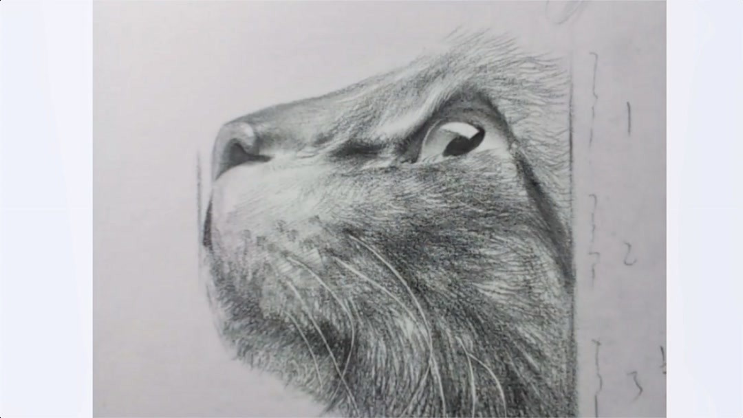 素描动物毛发眼睛很难画?不要慌,看大神是如何刻画的!