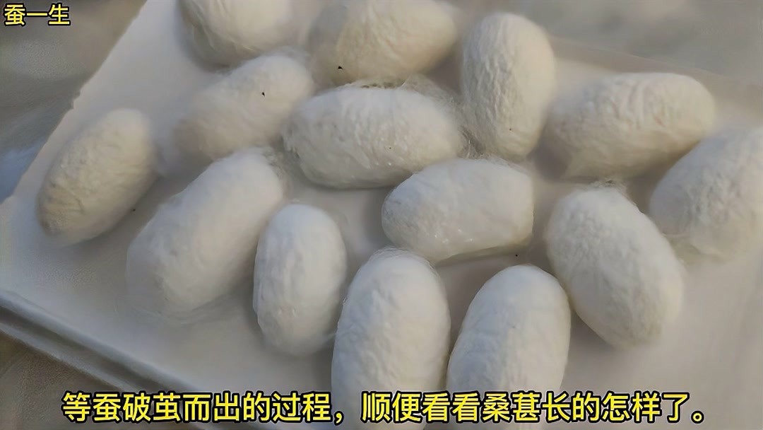 等蚕破茧而出的过程,顺便看看桑葚长得怎样了