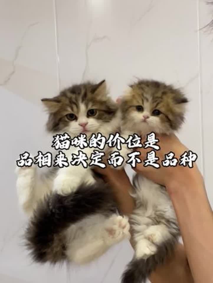 猫咪的价位是由猫咪的品相决定的而不是品种#米努特矮脚猫 #拿破仑...
