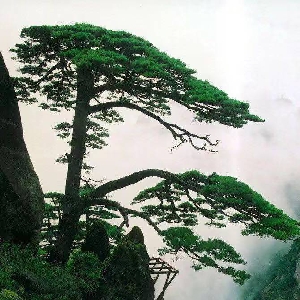 时光顾 