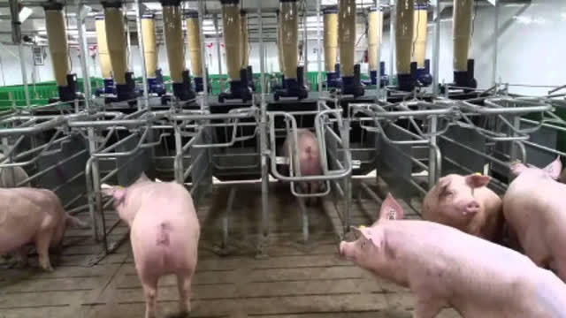 国外先进智能化喂猪系统,无人看管也能照料4000头猪,管理无压力!