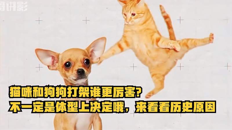 猫咪和狗狗打架谁更厉害?不一定是体型上决定哦,来看看历史原因