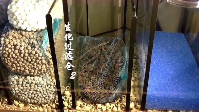 鱼缸过滤DIY:教你如何布置底滤缸滤材,太美观了