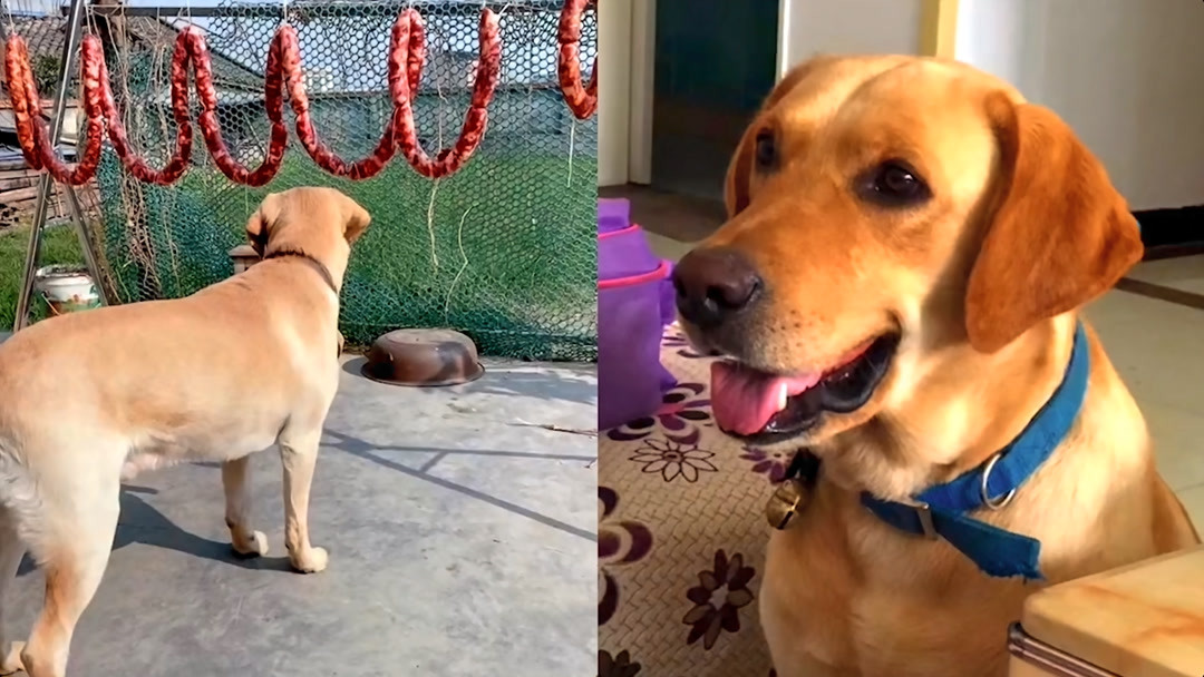 监守自盗?狗子看守香肠又要控制自己又要防别人,一细节暴露狗性