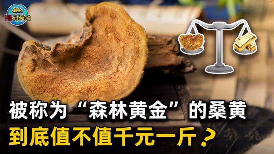 桑黄是怎么形成的?被称为“森林黄金”的桑黄,值不值千元一斤?
