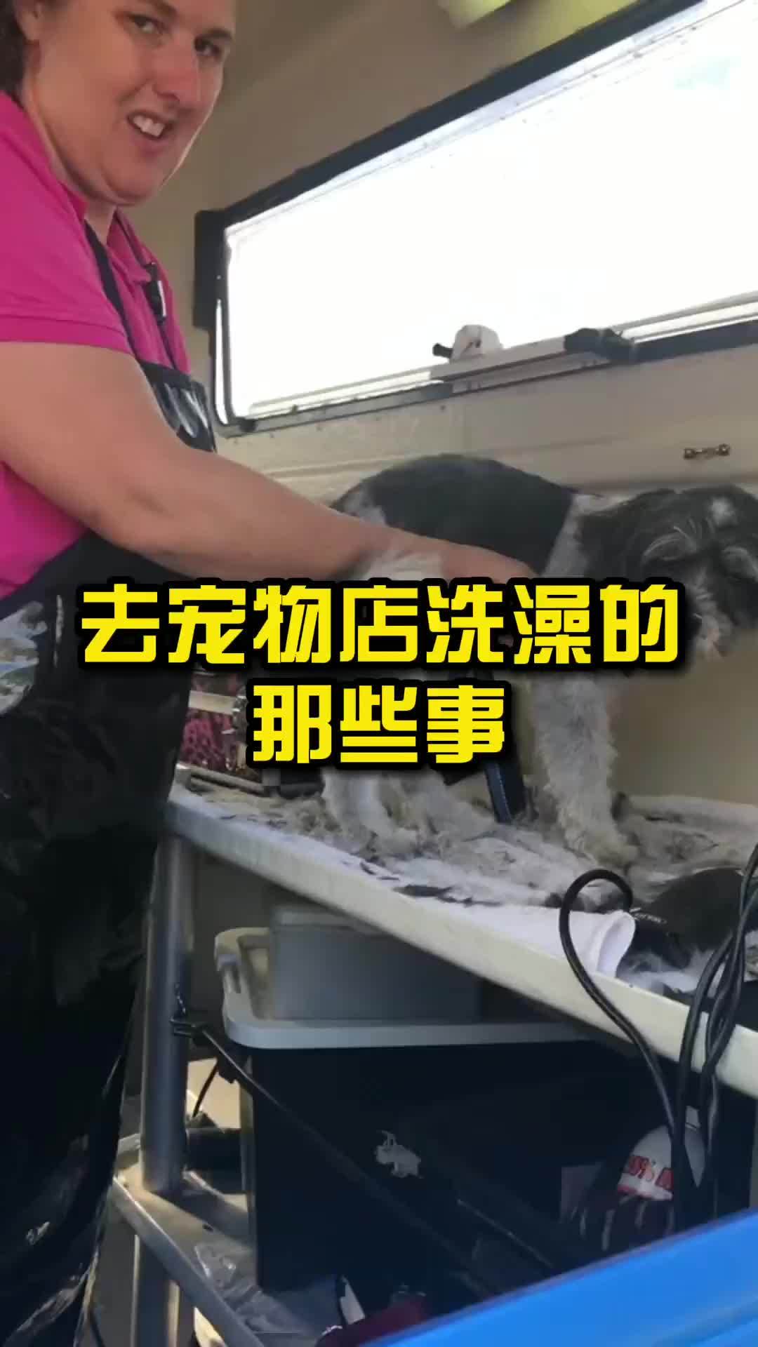 去宠物店洗澡的那些事!狗狗萌宠家有傻狗