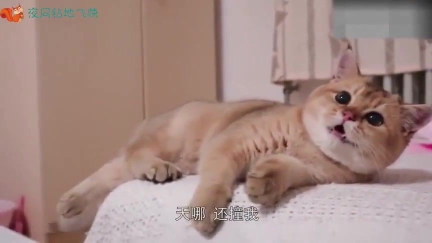 主人生气了,小猫咪立马开始卖萌撒娇,小奶音把心都萌化了!