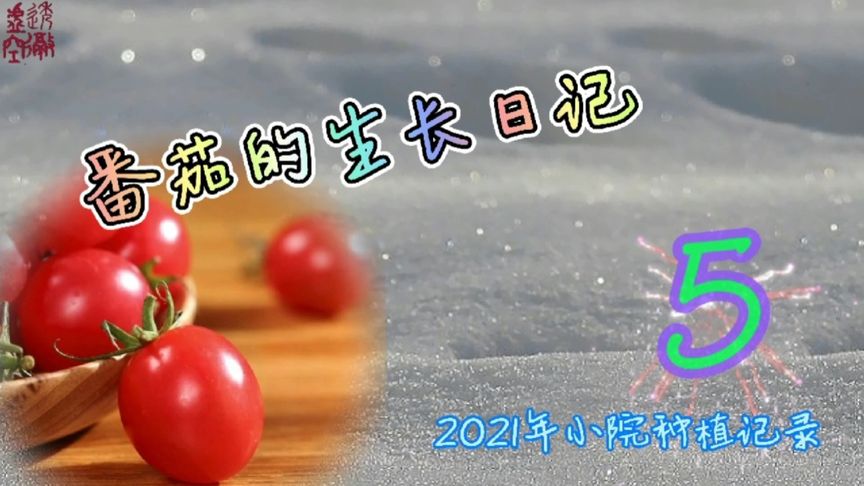 番茄的生长日记5,2021年小院种植记录