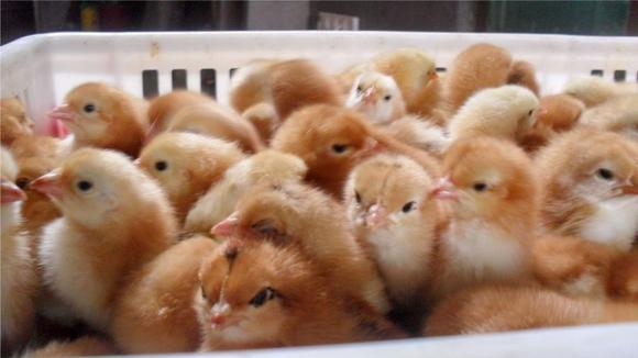 养一只赔10元!上市公司业绩受拖累 鸡肉不香了