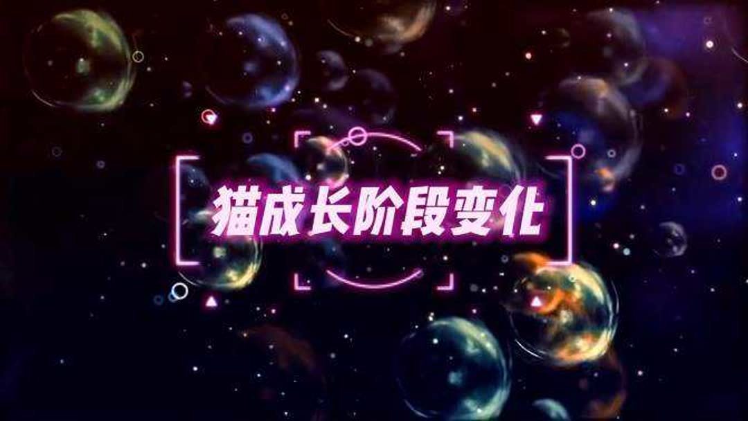 小猫生长时间要根据体型、基因等来确定,小猫成长阶段变化