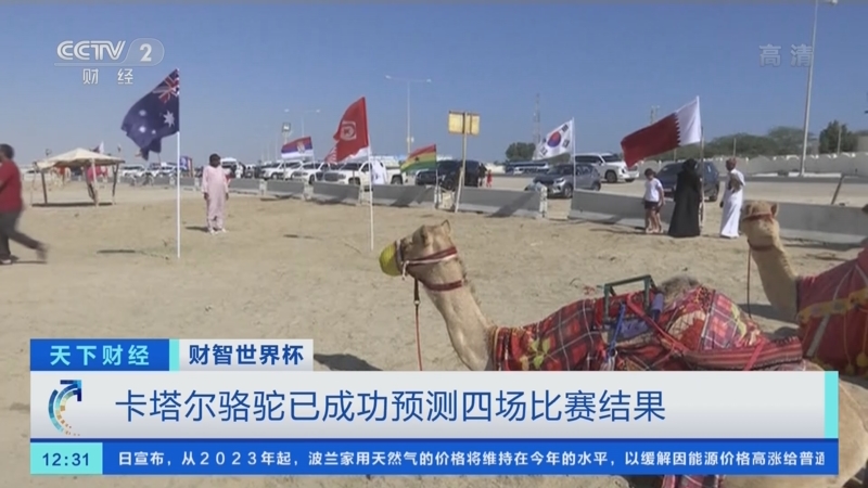 [天下财经]财智世界杯 卡塔尔:骆驼“沙因”预测世界杯比赛结果走红