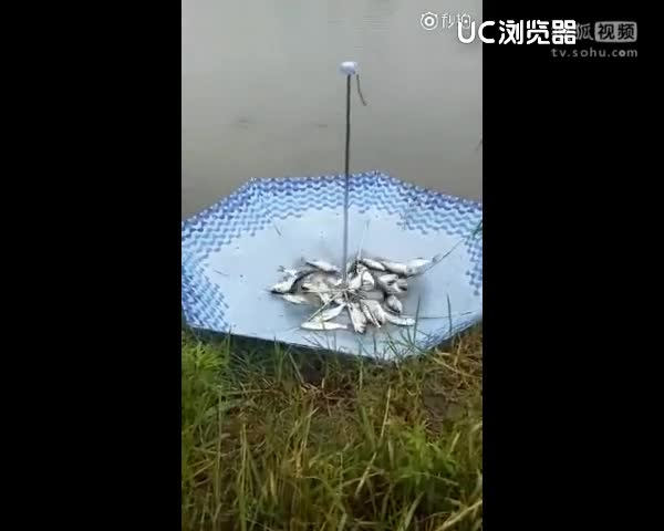 这些鱼自动的往伞里跳,谁能告诉我什么原理?-钓鱼小视频的秒拍