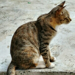 粘货小石头 