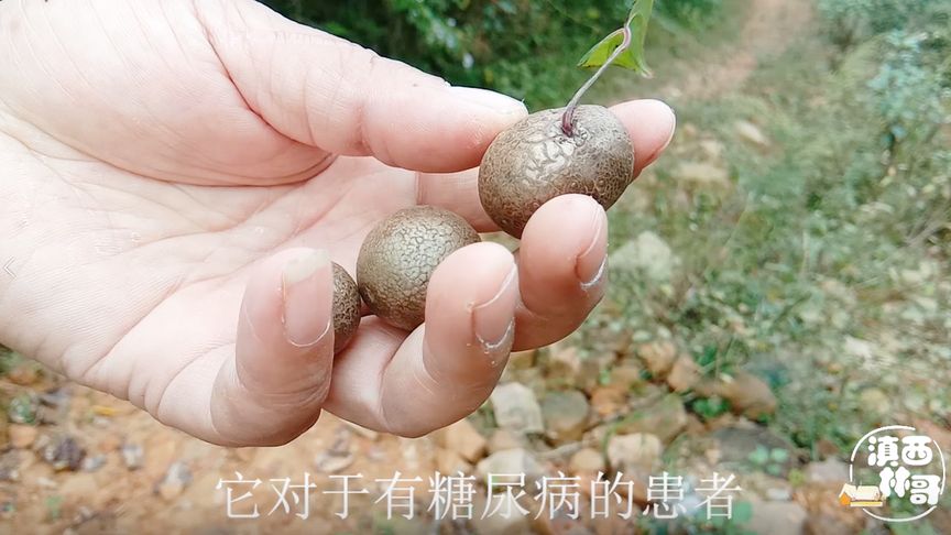 农村山里常见植物,果实超级漂亮,浑身是宝,这些用途你了解了吗