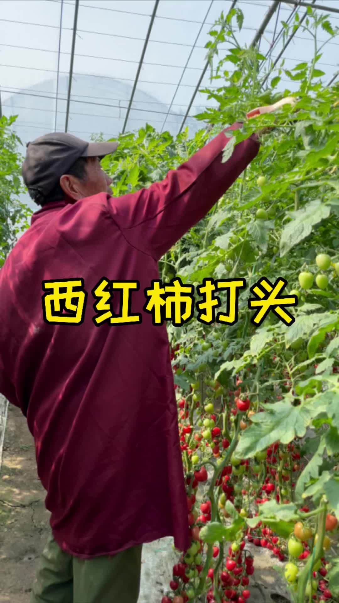 西红柿打头,可以防止西红柿生长过程...