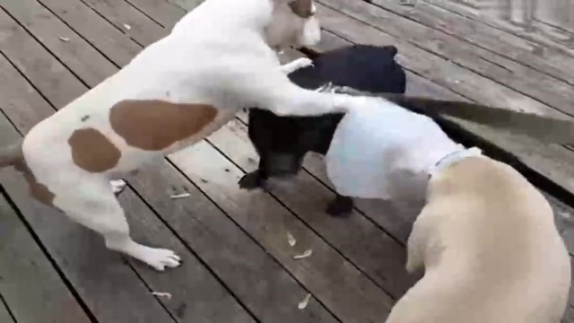 比特犬vs斯坦福梗犬 没看人家打架呢旁边的小太阳瞎...