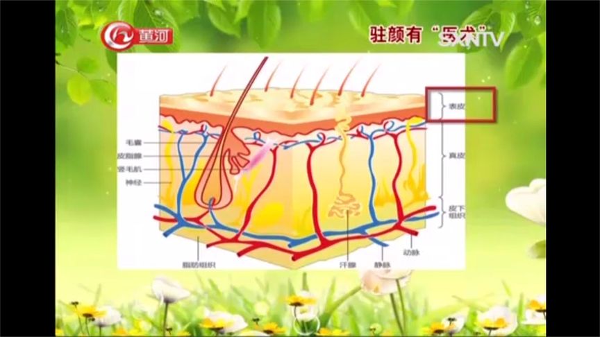 跟随你一生的皮肤,知道皮肤这6种功能的重要性吗?|专家来了