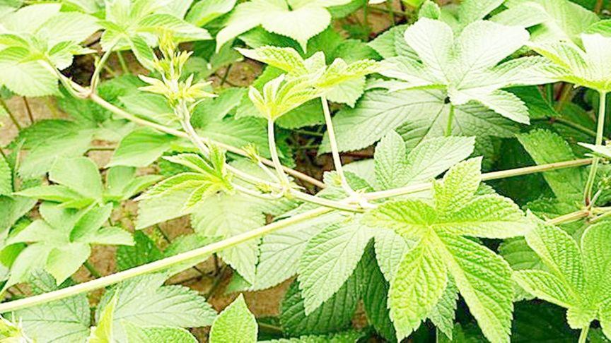 葎草这种植物你看到了肯定不陌生,但是你知道它具有的药用价值吗