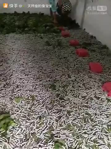养蚕宝宝的视频,有密集恐惧的人就不要看了。趣道馆