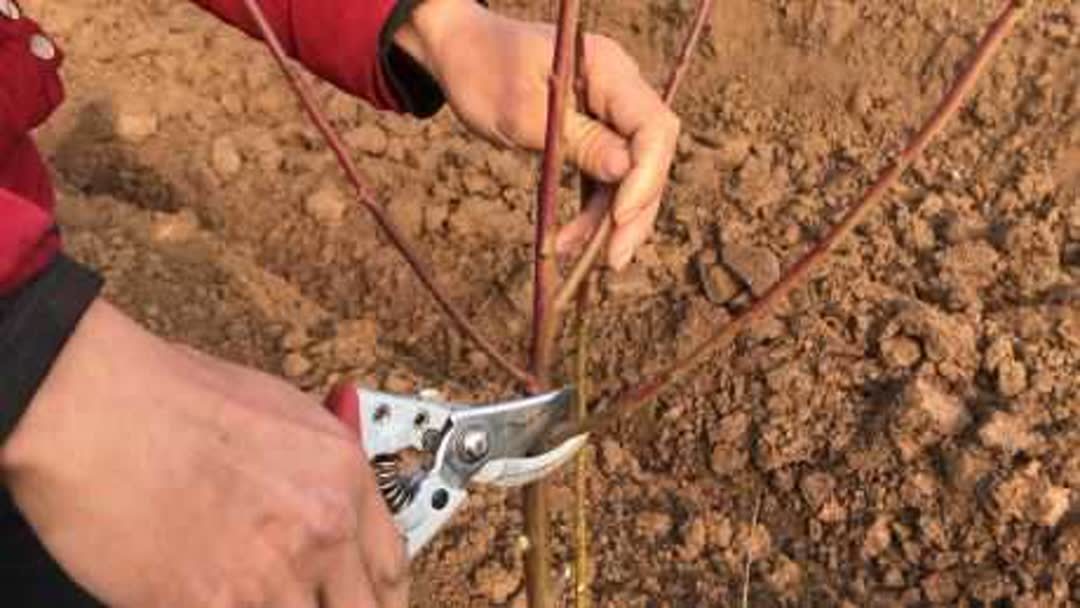 栽好后的桃树如何管理?定干高度非常关键