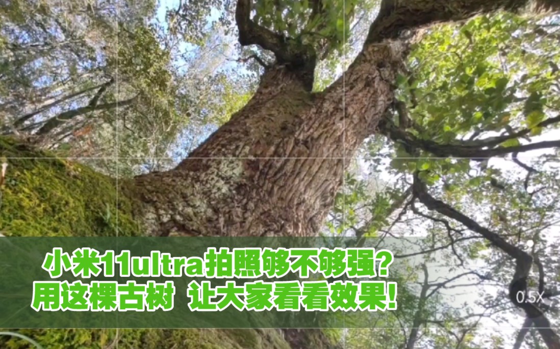 拍照教学:我用小米11ultra,给这棵古树拍一组写真!