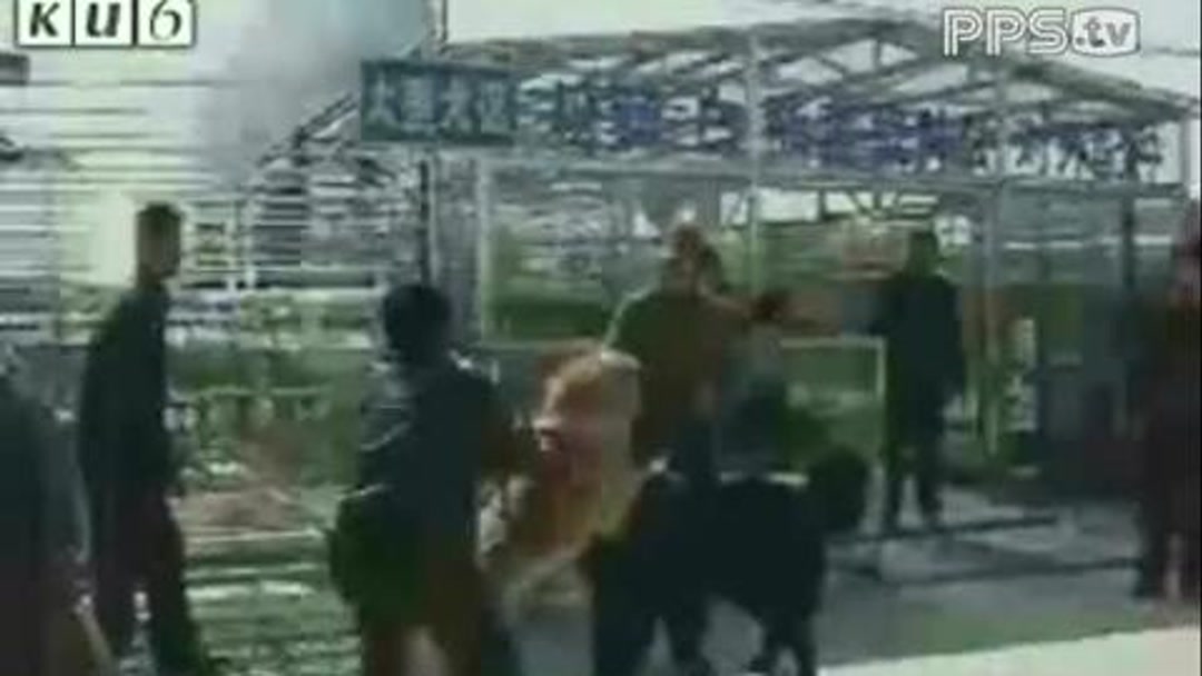 藏獒pk高加索犬